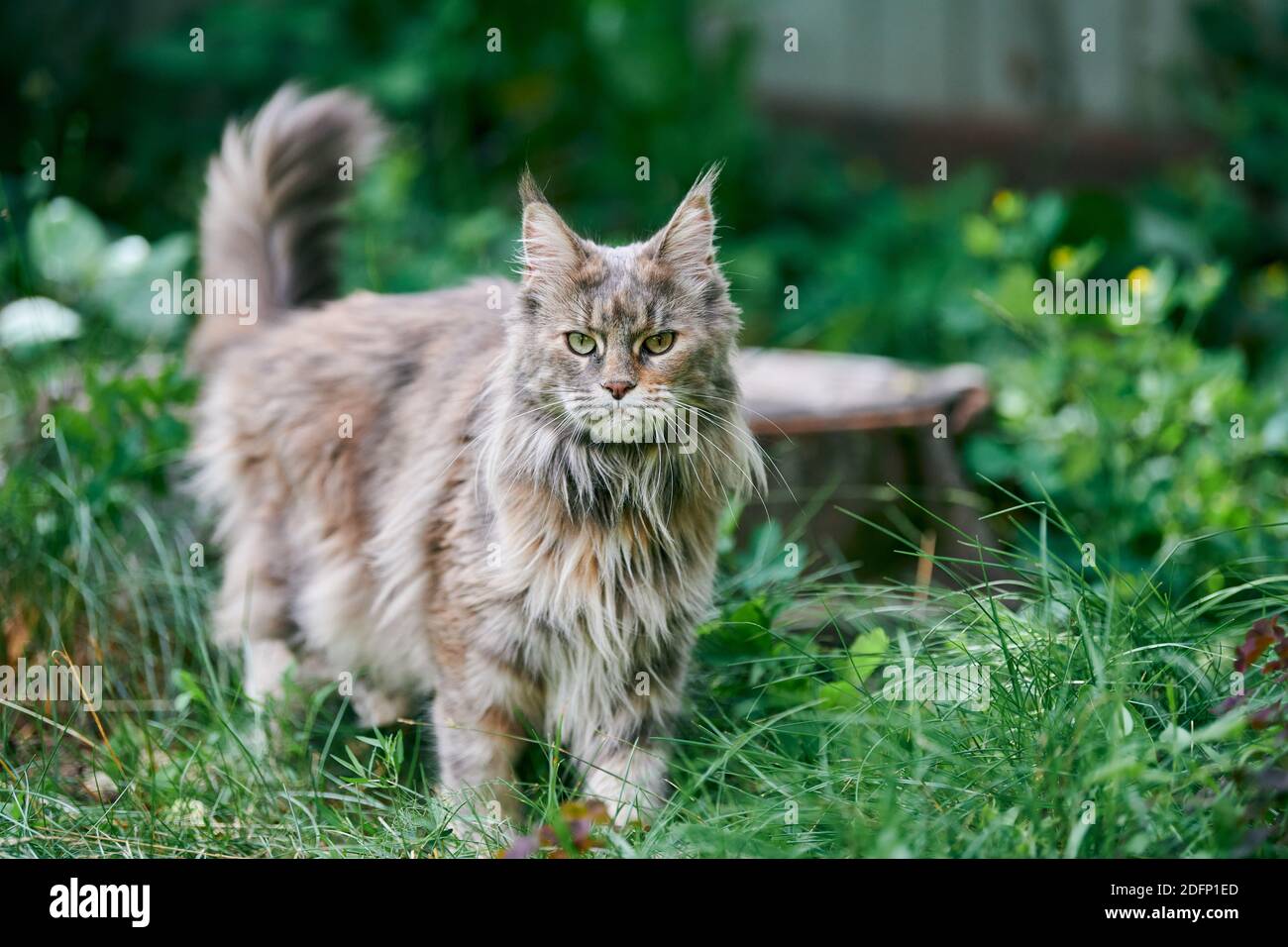Maine coon cat in garden. Adult cute cat walk on park grass. Big feline ...