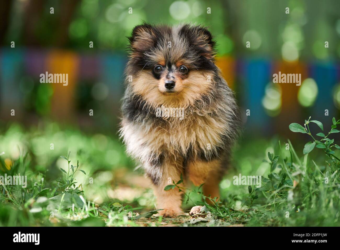 Pomeranian Spitz puppy in garden. Cute pomeranian dog on walk. Puppy ...