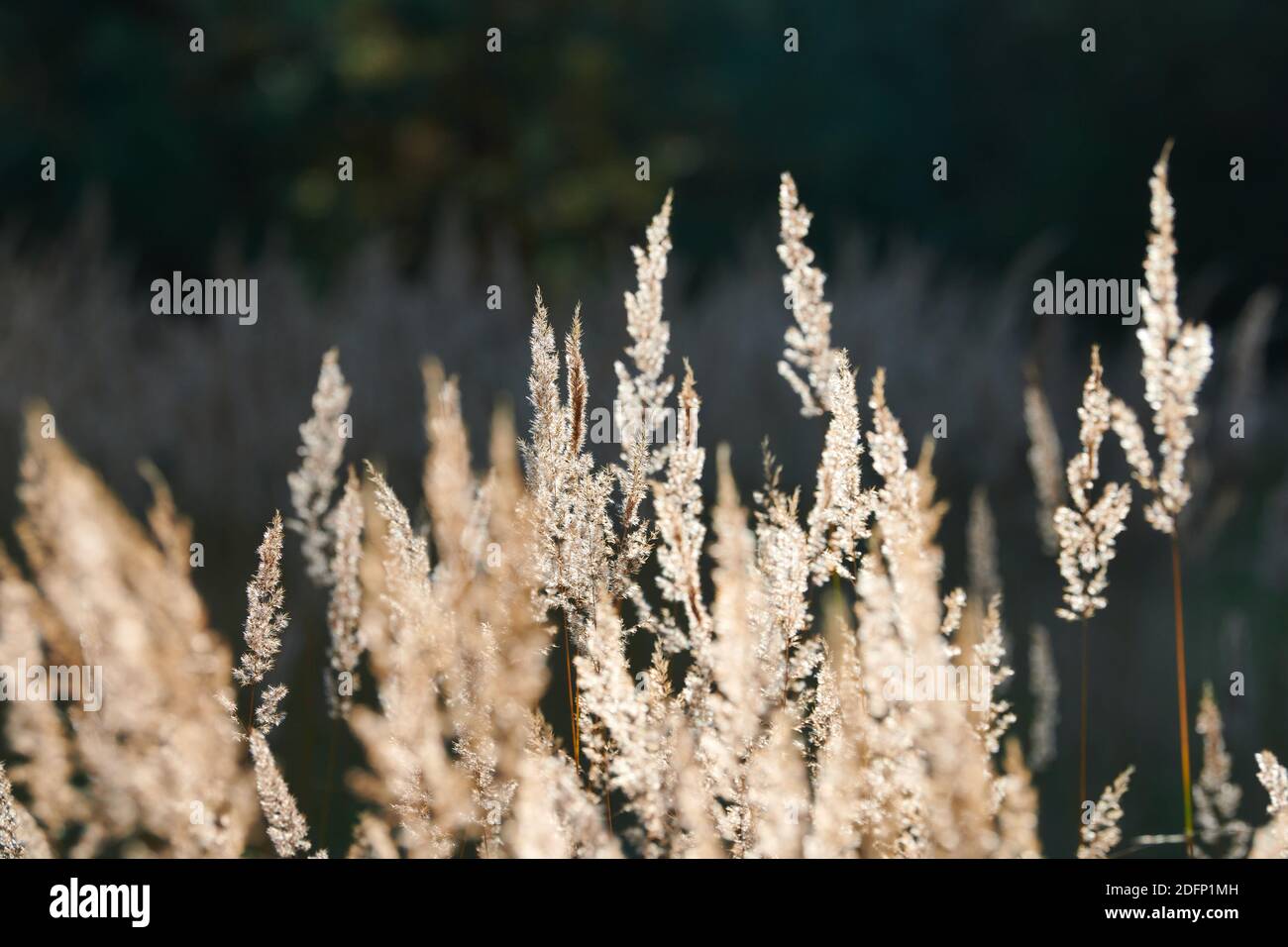 Calamagrostis epigejos bushgrass. Wood small-reed grass in field ...