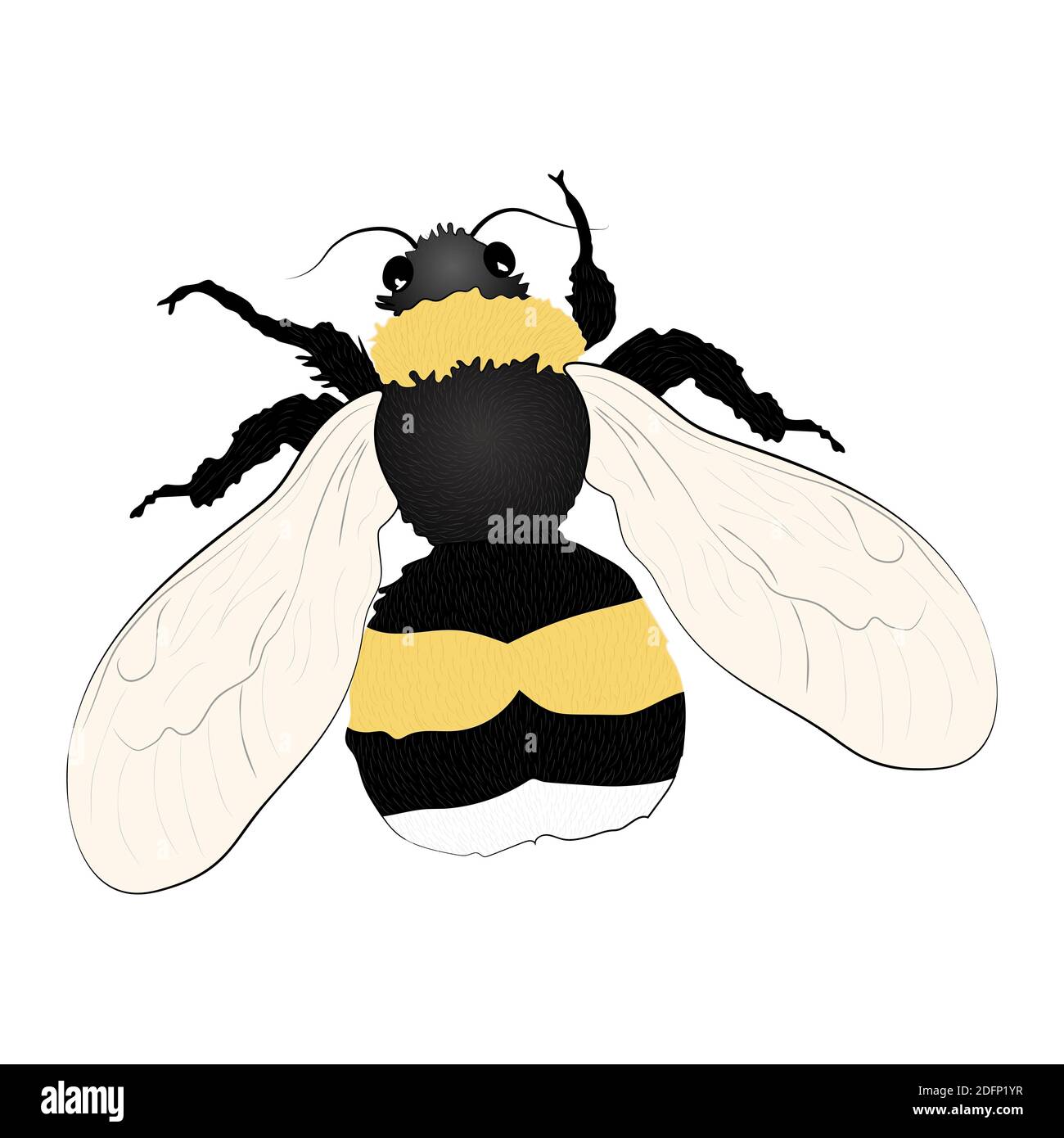Buff Tailed Bumblebee Closeup Stock Vector Images - Alamy