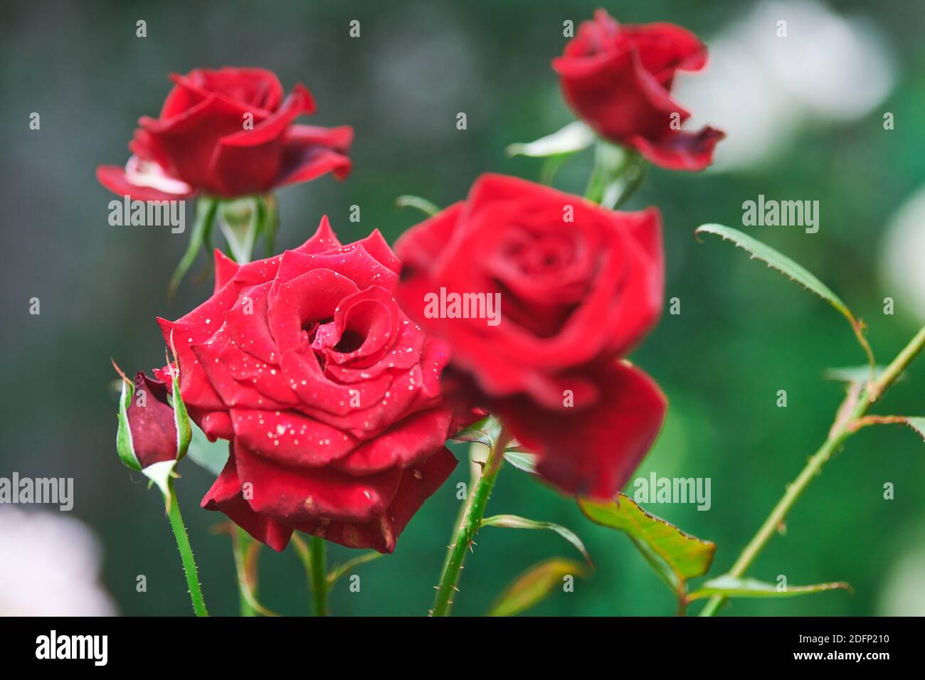 Rosebush bed garden hi-res stock photography and images - Alamy