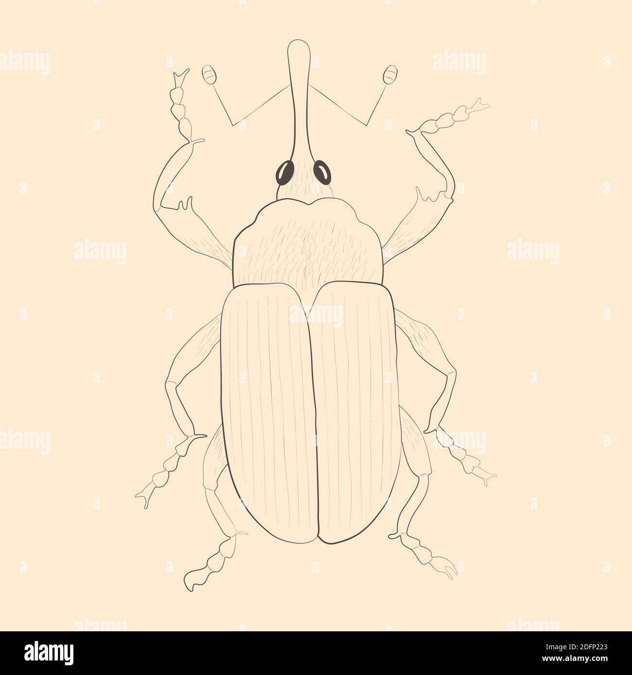 Coleoptera vector vectors hi-res stock photography and images - Alamy