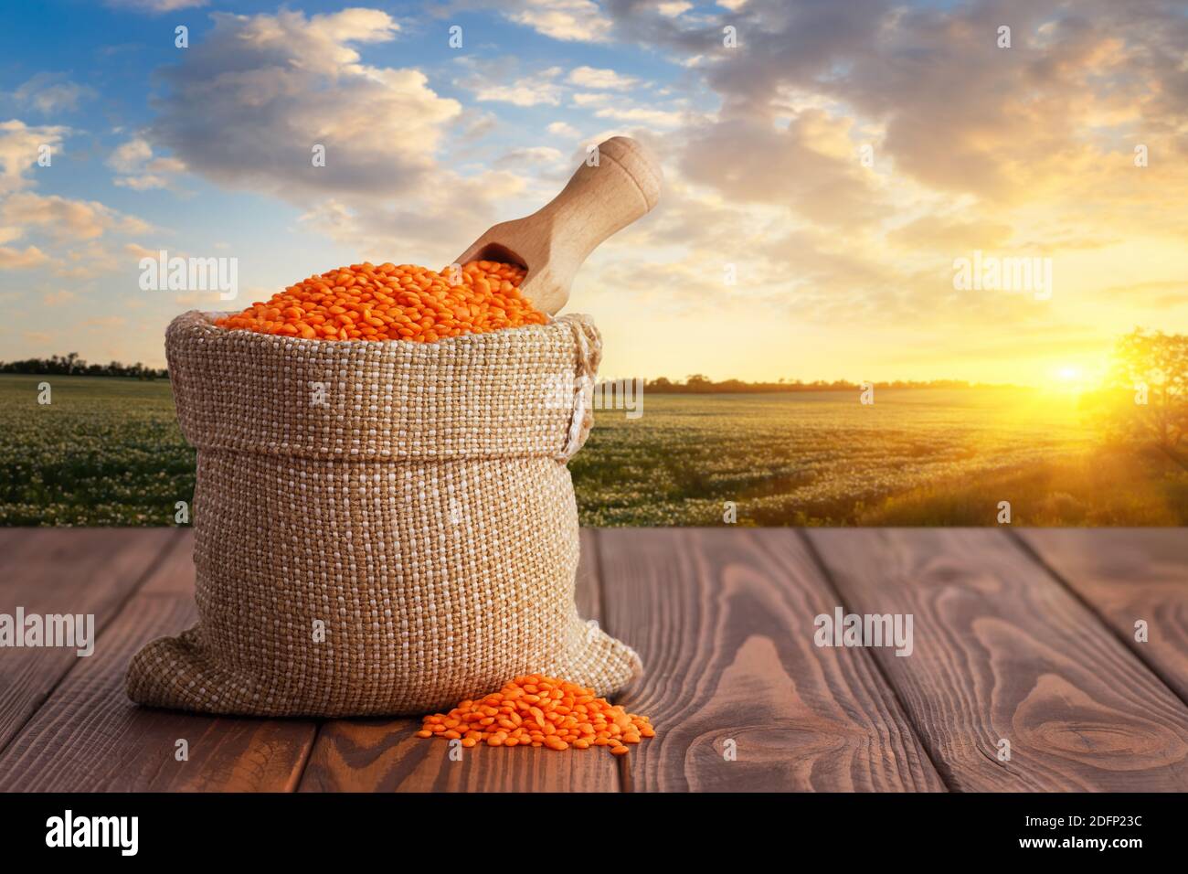 Lentil plant grow hi-res stock photography and images - Alamy