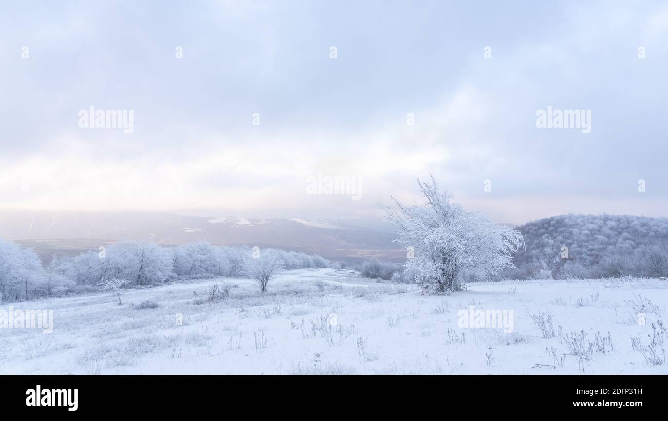 Frozen trees in winter forest Stock Photo - Alamy