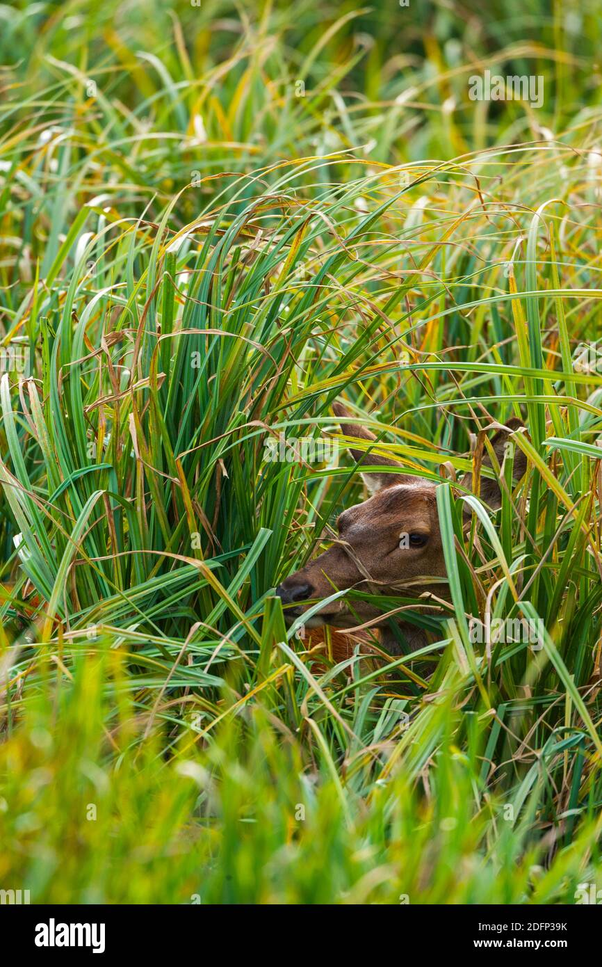 RED DEER - CIERVO COMUN O ROJO (Cervus elaphus Stock Photo - Alamy