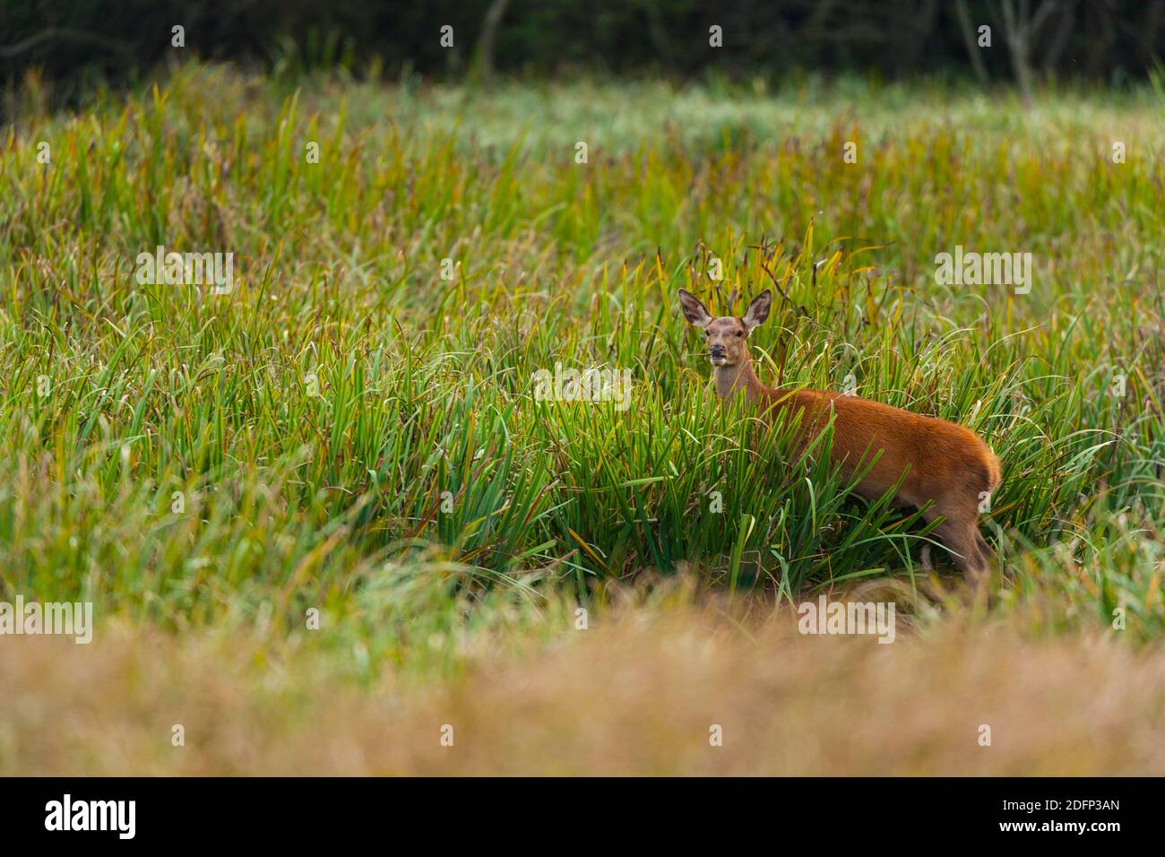 RED DEER - CIERVO COMUN O ROJO (Cervus elaphus Stock Photo - Alamy