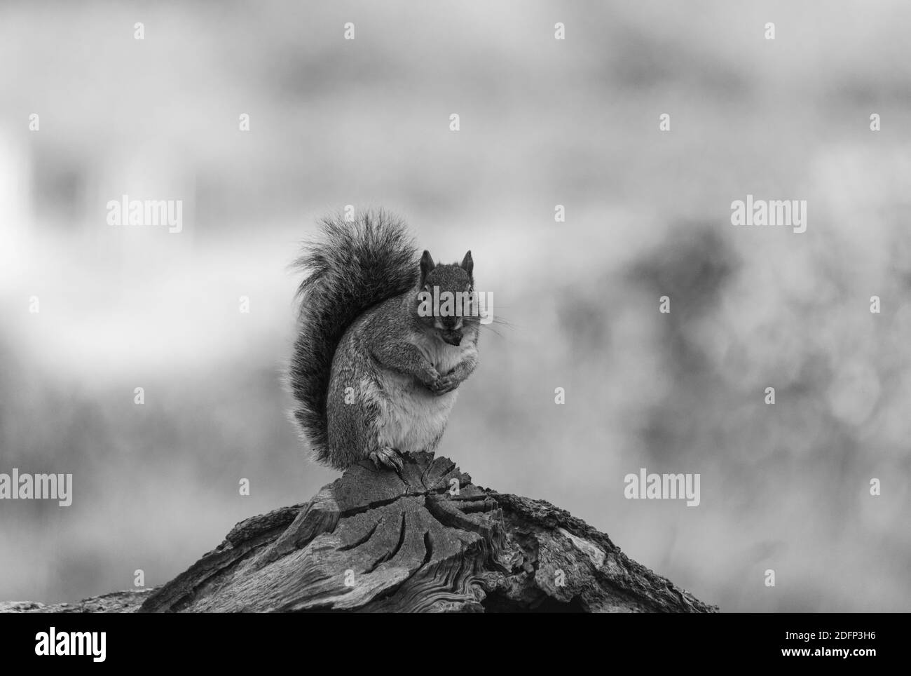 Gray squirrel standing Black and White Stock Photos & Images - Alamy