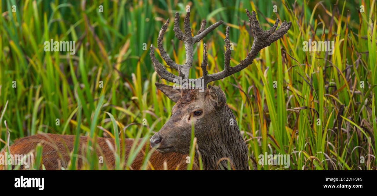 RED DEER - CIERVO COMUN O ROJO (Cervus elaphus Stock Photo - Alamy