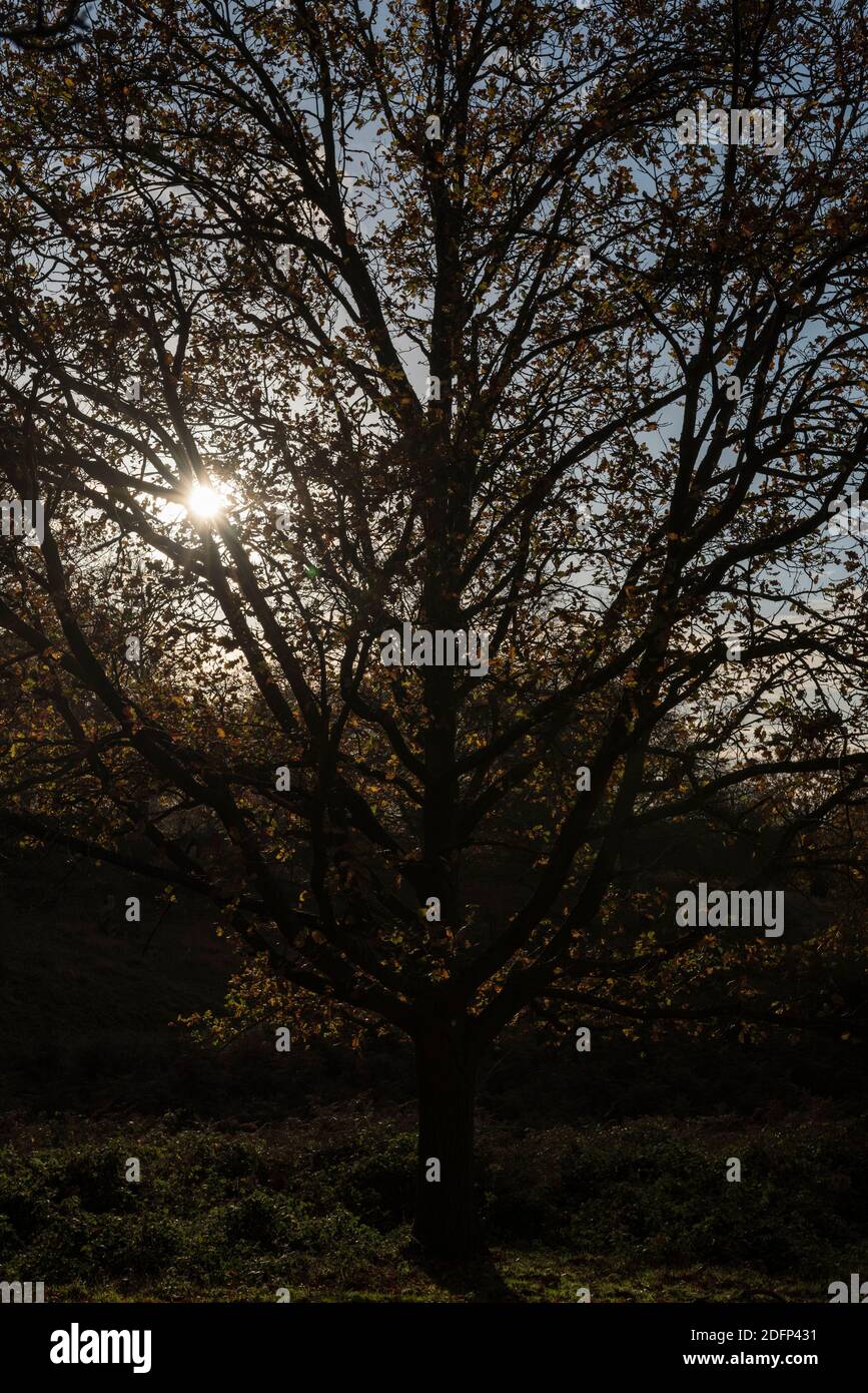 Trees with back lighting hi-res stock photography and images - Alamy