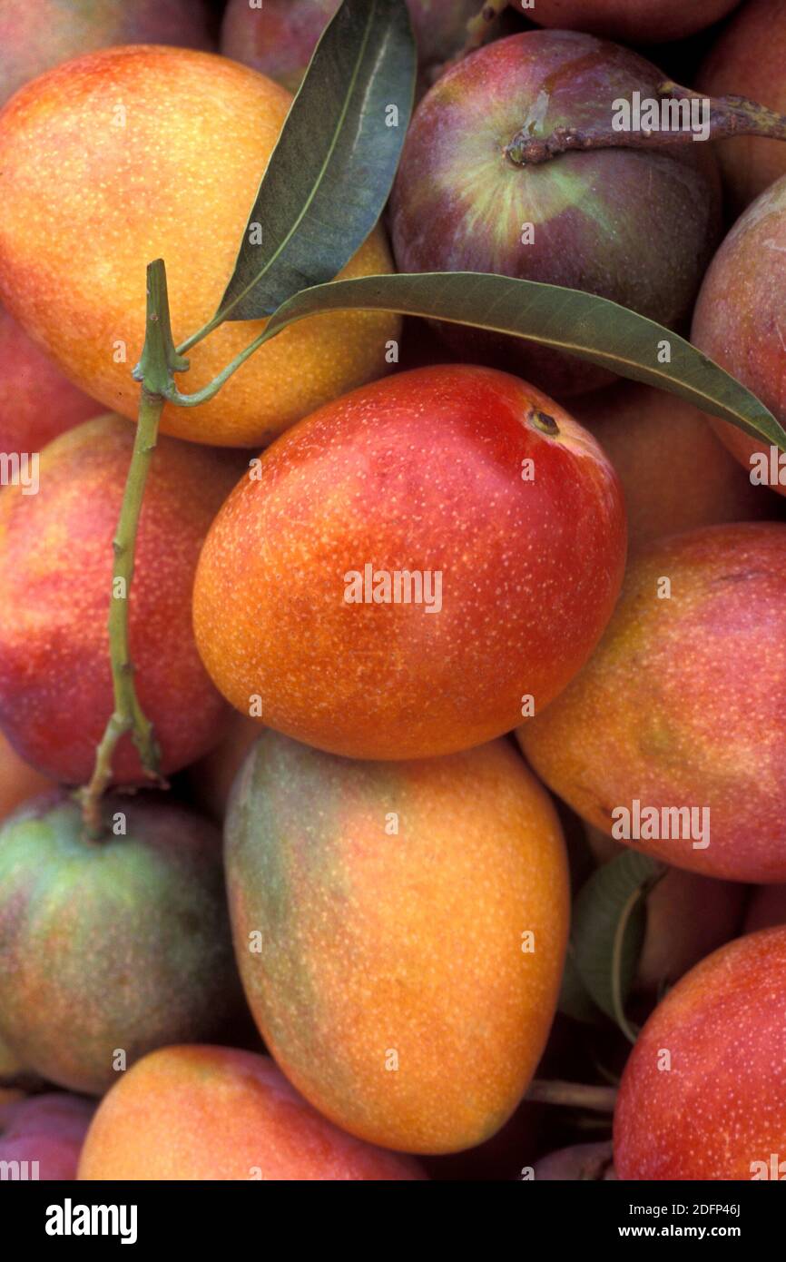 fresh mango fruits at a food market at a city market in the city centre ...