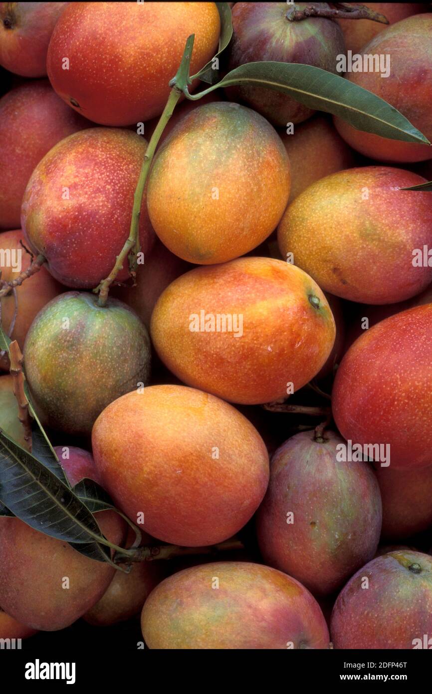 fresh mango fruits at a food market at a city market in the city centre ...