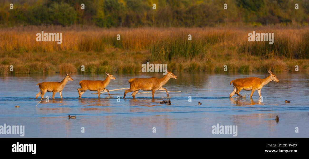 Ciervo comun o rojo cervus elaphus hi-res stock photography and images ...