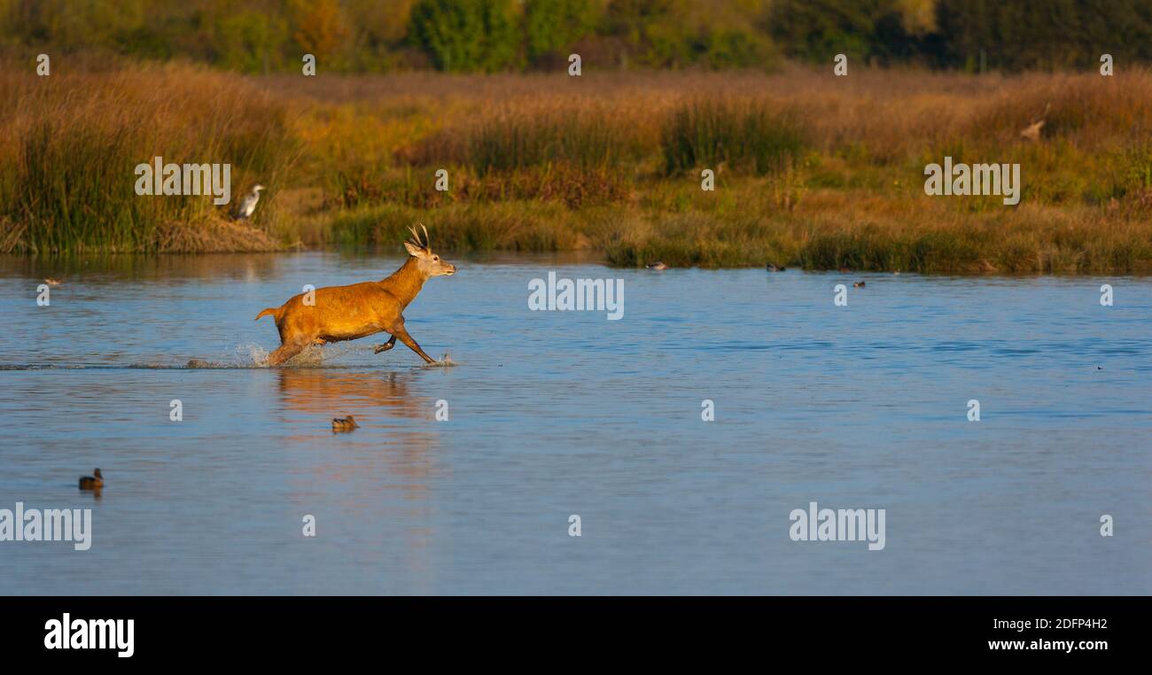 Ciervo comun o rojo cervus elaphus hi-res stock photography and images ...