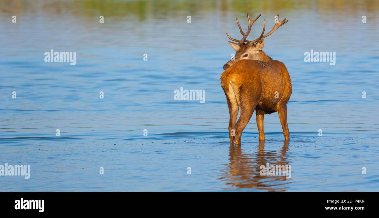 Ciervo comun o rojo cervus elaphus hi-res stock photography and images ...