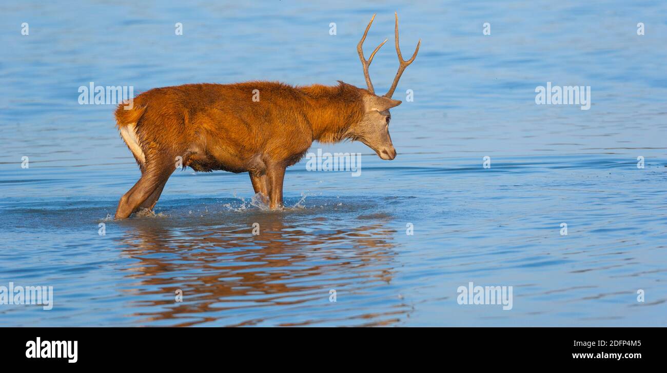 Ciervo comun o rojo cervus elaphus hi-res stock photography and images ...