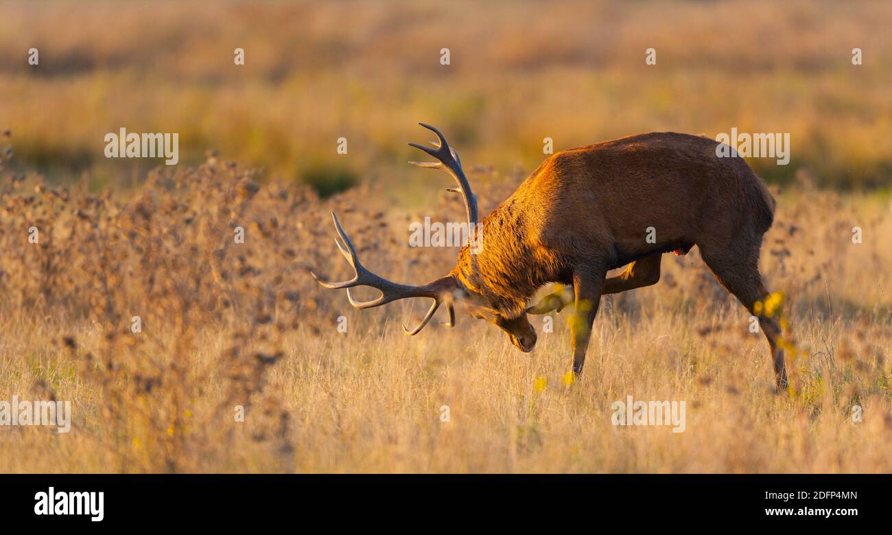 Ciervo comun o rojo cervus elaphus hi-res stock photography and images ...
