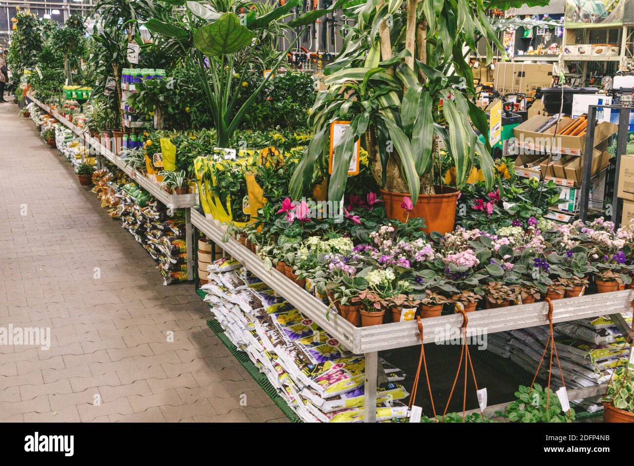 Gardener's shop flowers and plant greenhouse counter nutritional soil ...