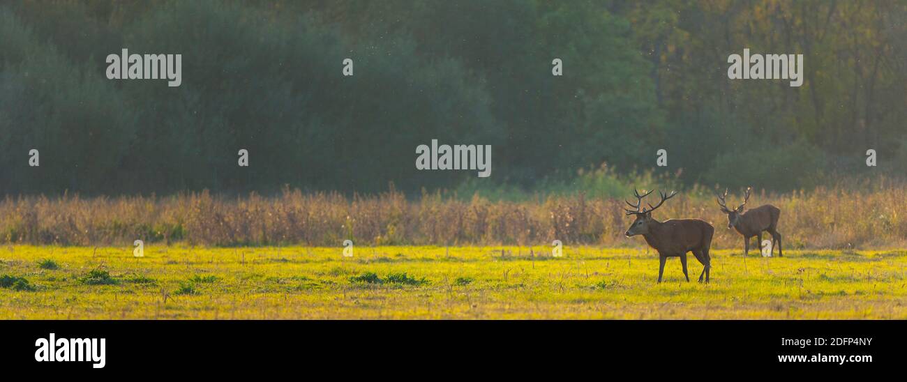 Ciervo comun o rojo cervus elaphus hi-res stock photography and images ...