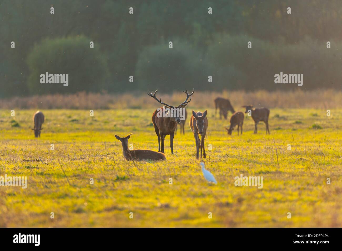 Ciervo comun o rojo cervus elaphus hi-res stock photography and images ...
