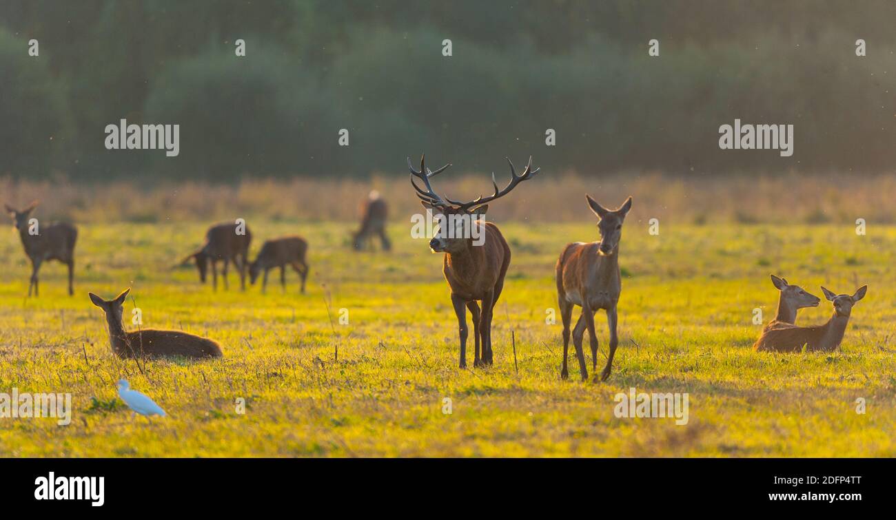 Ciervo comun o rojo cervus elaphus hi-res stock photography and images ...