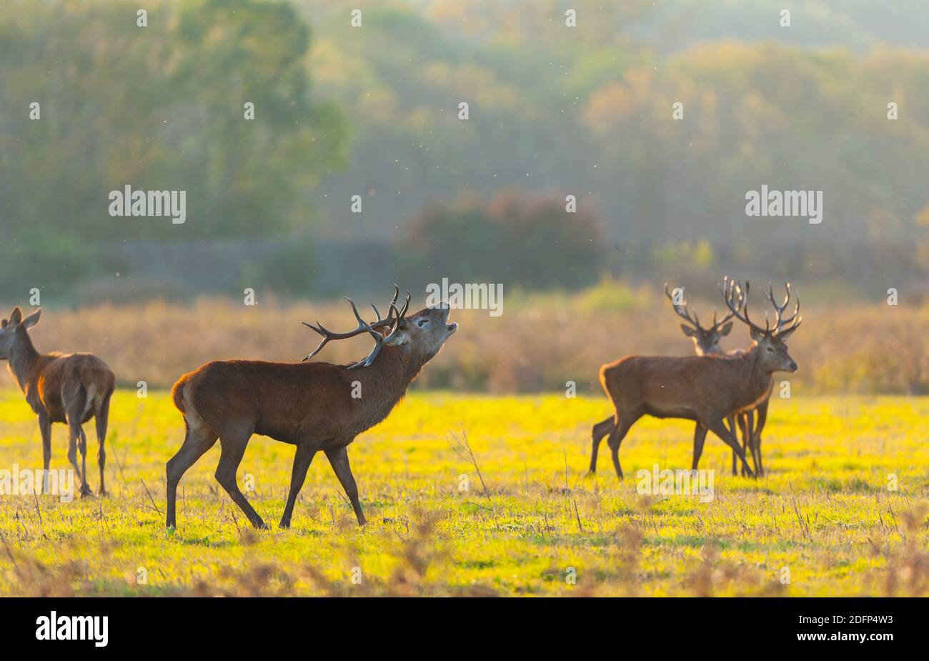 Ciervo comun o rojo cervus elaphus hi-res stock photography and images ...