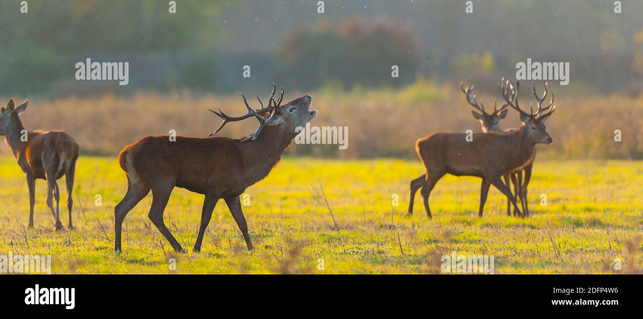 Ciervo comun o rojo cervus elaphus hi-res stock photography and images ...