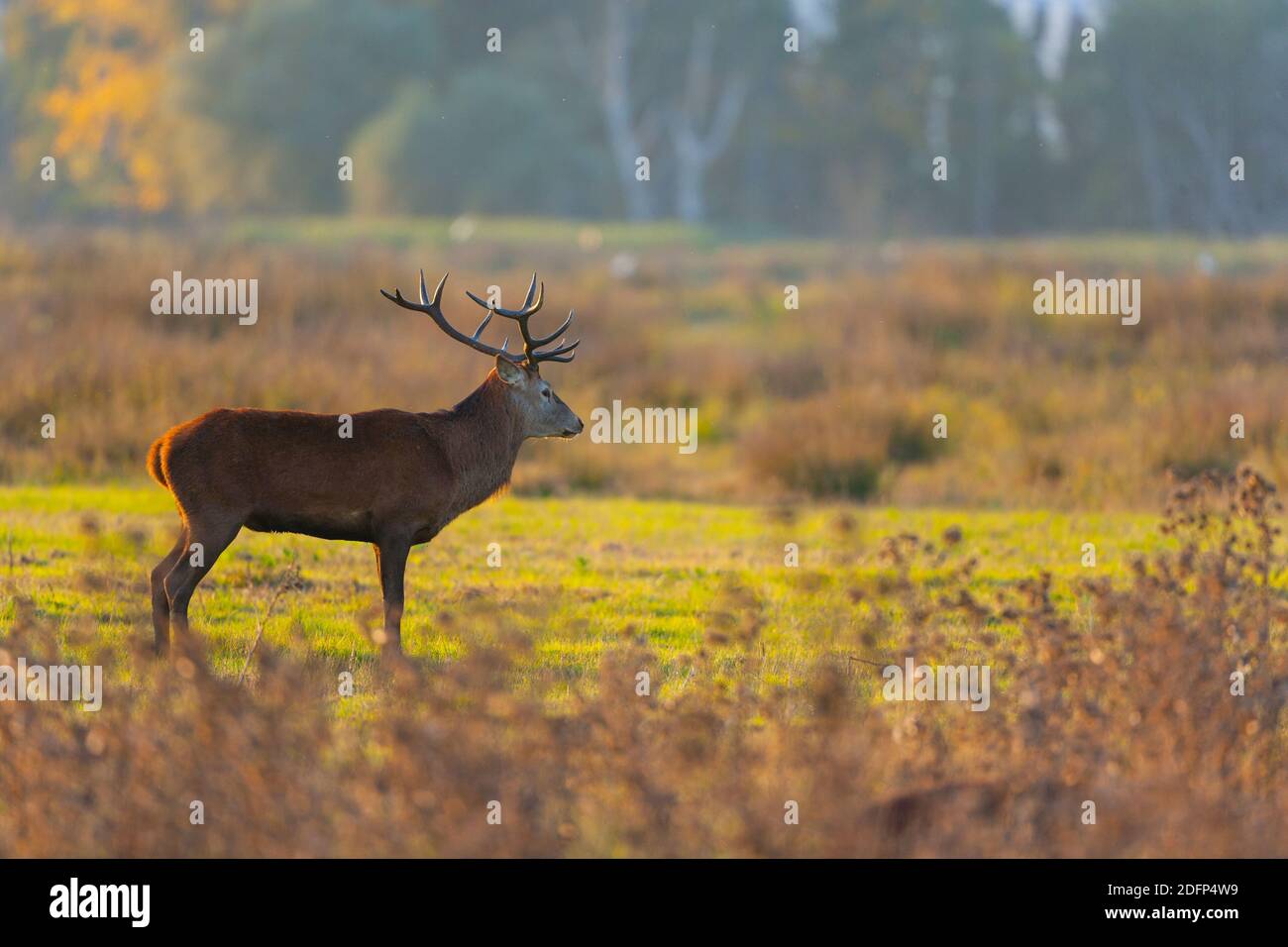 Ciervo comun o rojo cervus elaphus hi-res stock photography and images ...