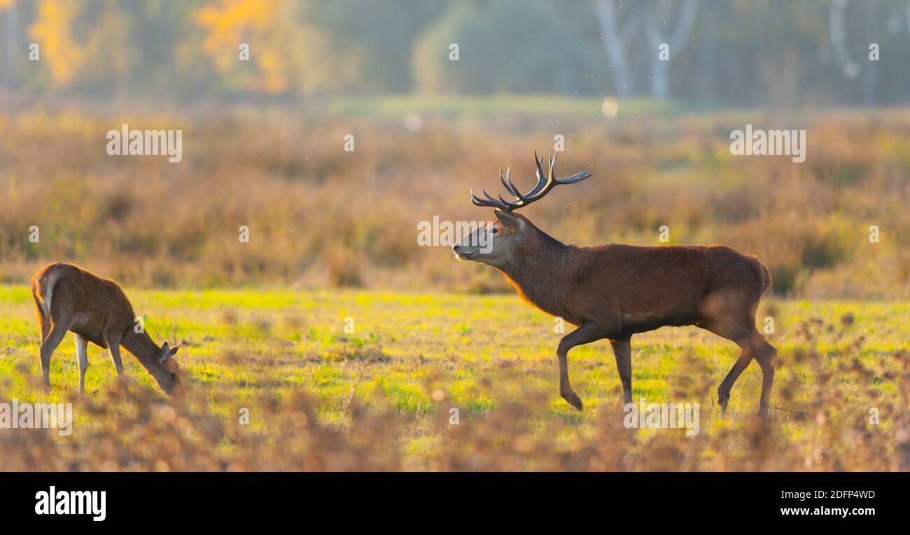 Ciervo comun o rojo cervus elaphus hi-res stock photography and images ...