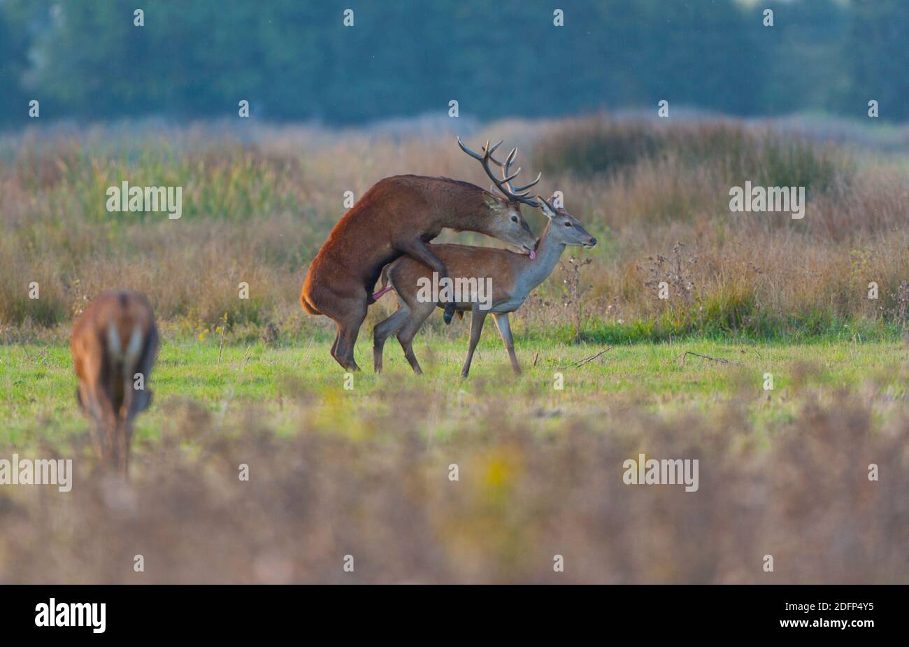 RED DEER - CIERVO COMUN O ROJO (Cervus elaphus Stock Photo - Alamy