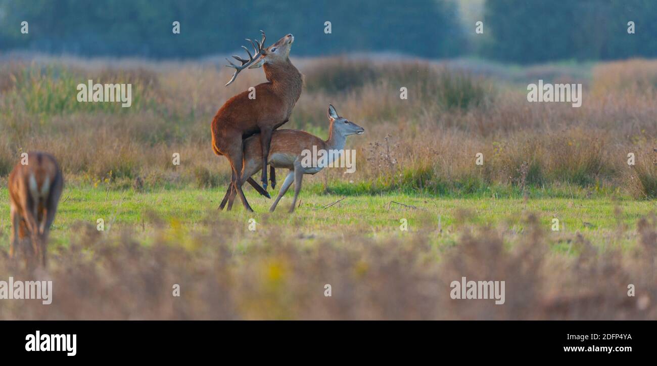 Ciervo comun o rojo cervus elaphus hi-res stock photography and images ...