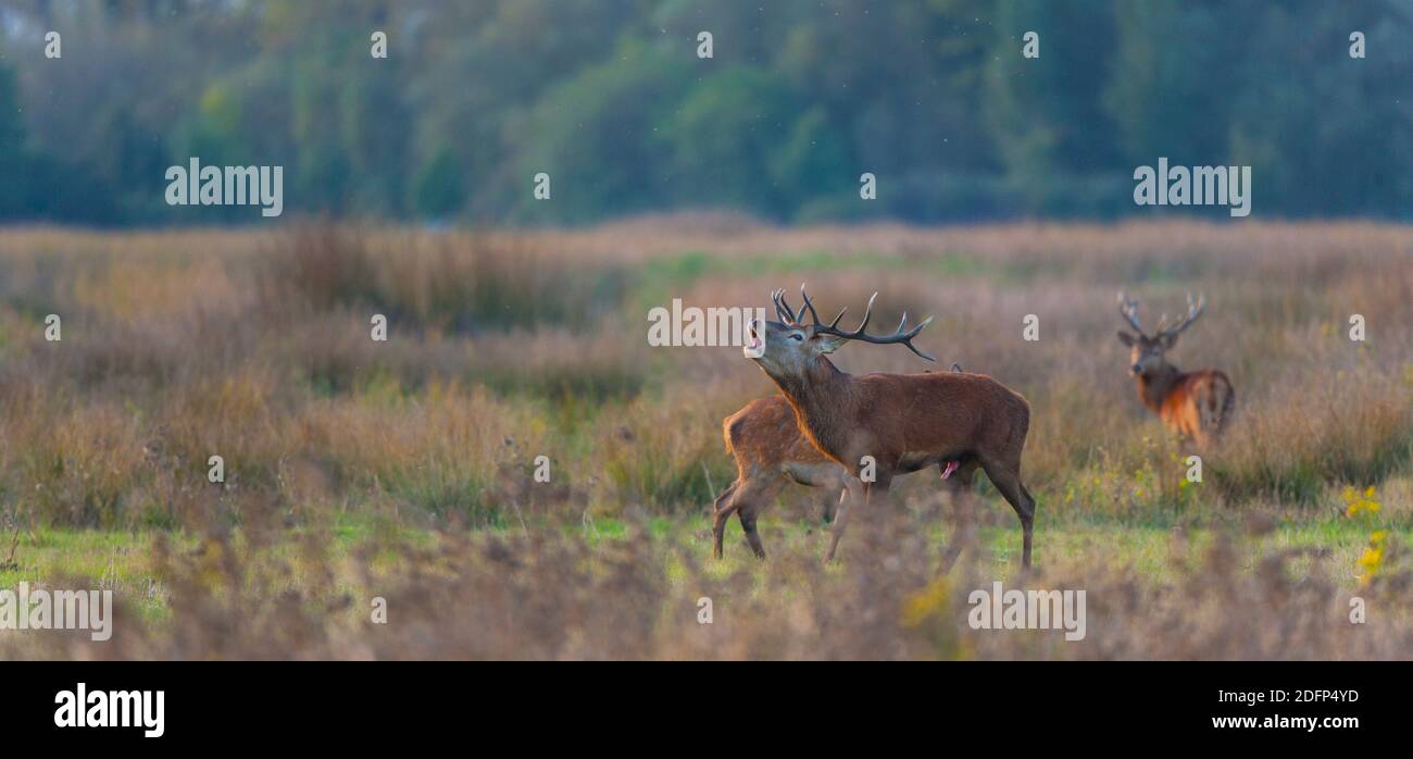 Ciervo comun o rojo cervus elaphus hi-res stock photography and images ...