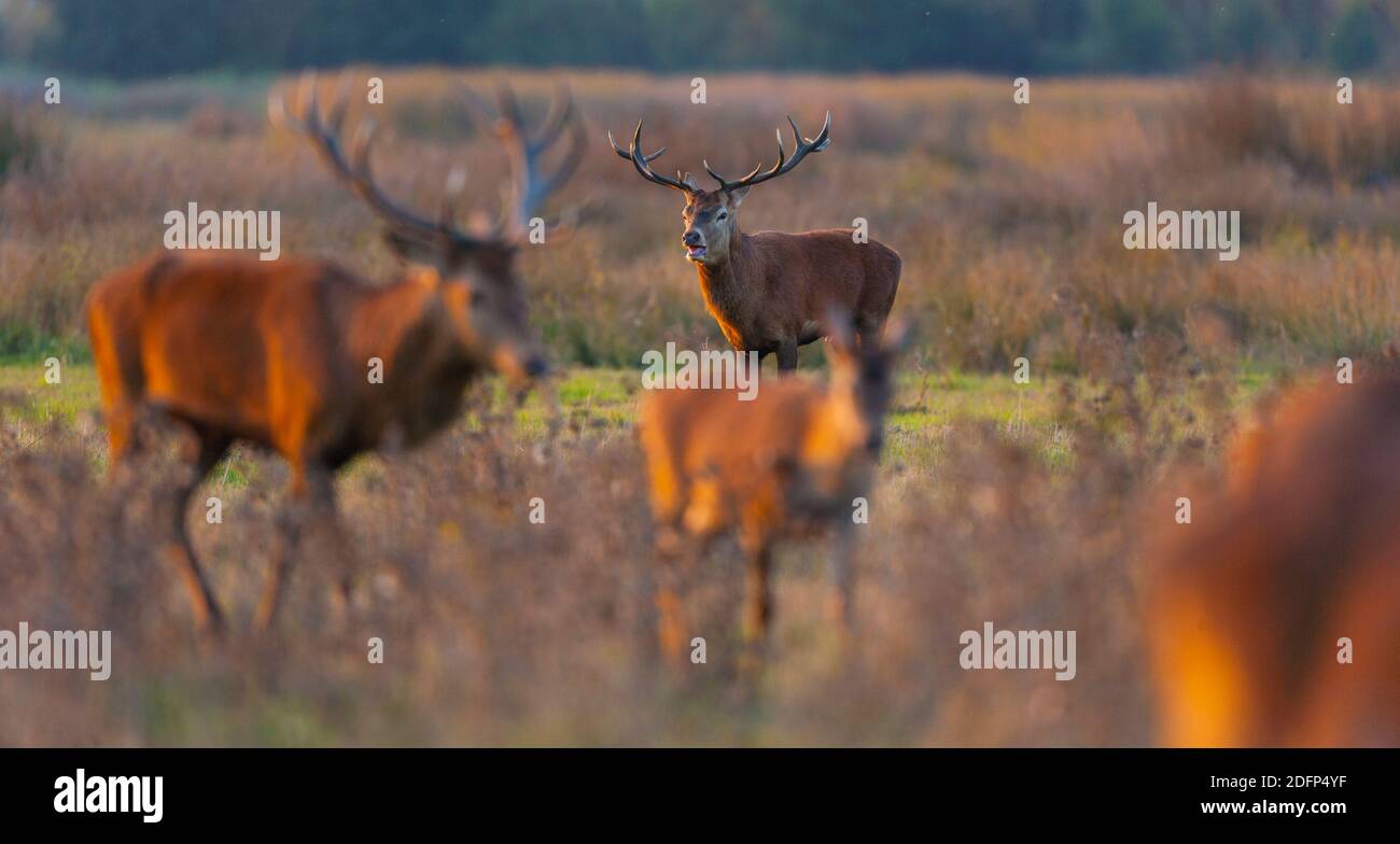 Ciervo comun o rojo cervus elaphus hi-res stock photography and images ...