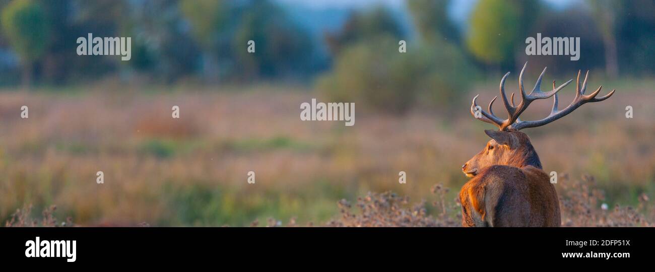 Ciervo comun o rojo cervus elaphus hi-res stock photography and images ...
