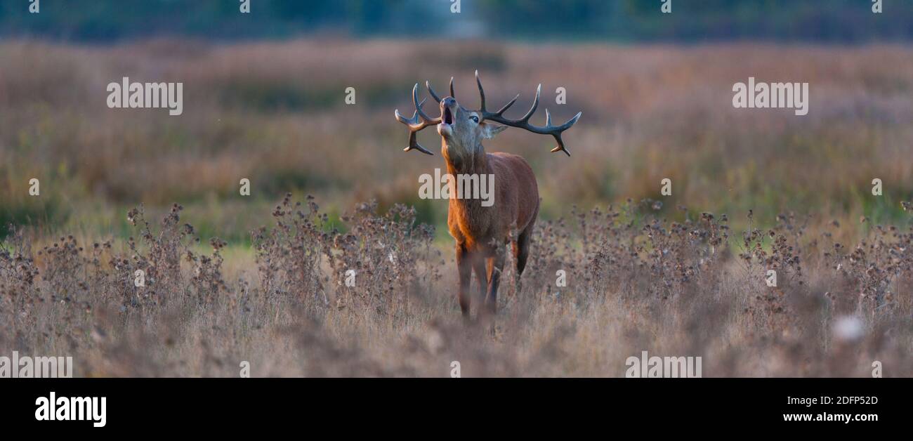Ciervo comun o rojo cervus elaphus hi-res stock photography and images ...