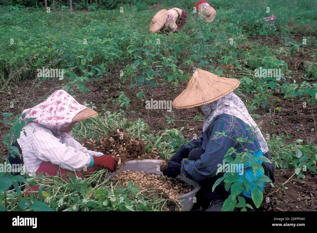 Farmer earn Peanuts at a peanut plantation naer the City of Hualien on ...