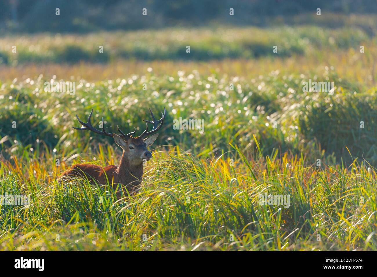RED DEER - CIERVO COMUN O ROJO (Cervus elaphus Stock Photo - Alamy