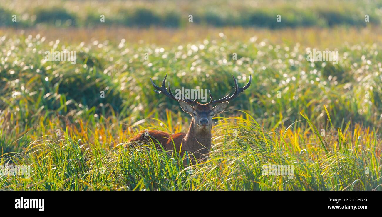 Ciervo comun o rojo cervus elaphus hi-res stock photography and images ...