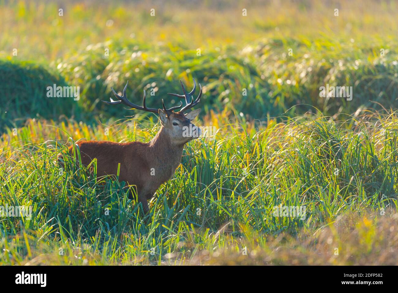 RED DEER - CIERVO COMUN O ROJO (Cervus elaphus Stock Photo - Alamy