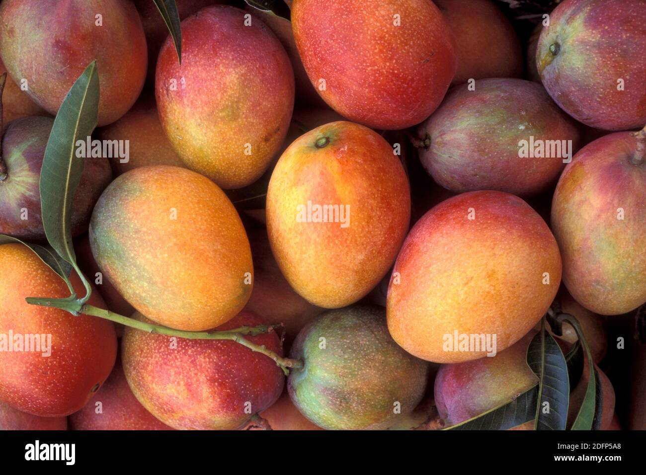 fresh mango fruits at a food market at a city market in the city centre ...