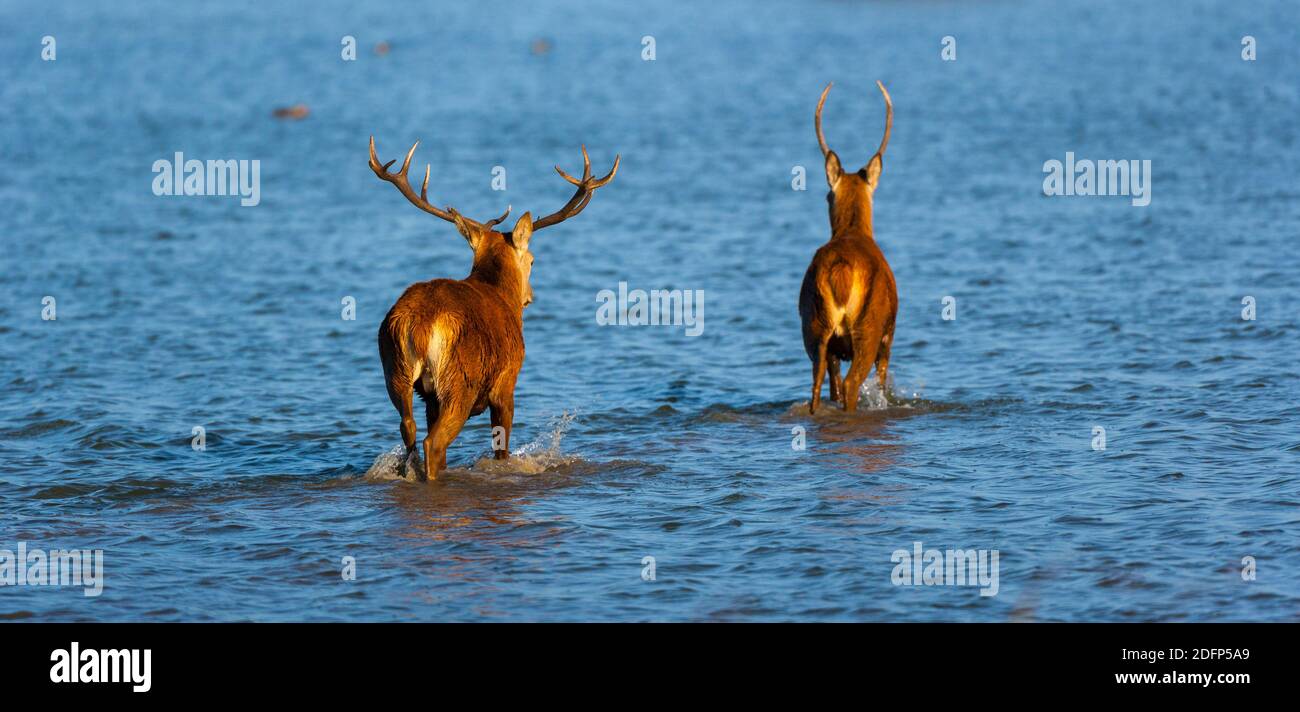 RED DEER - CIERVO COMUN O ROJO (Cervus elaphus Stock Photo - Alamy