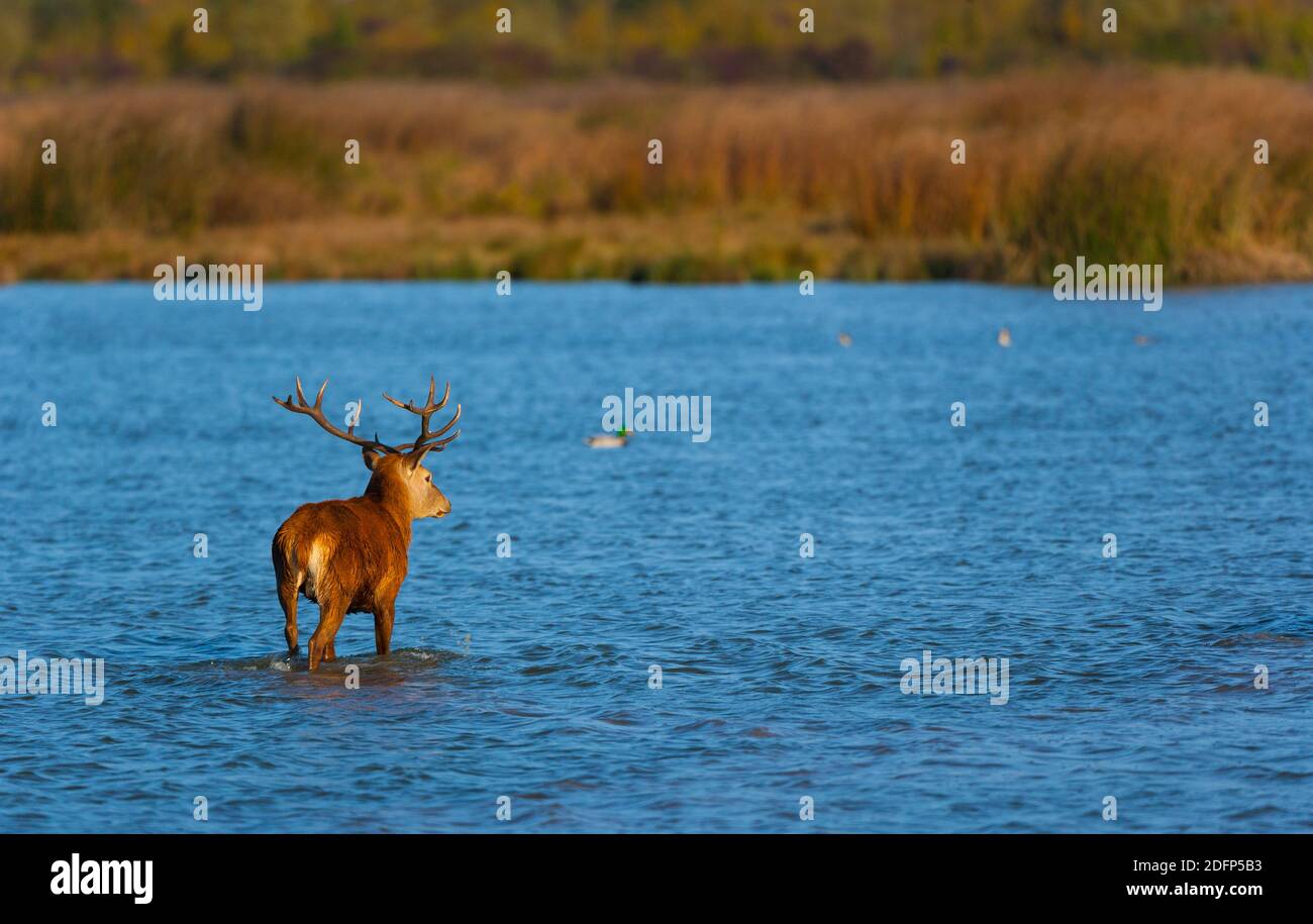 RED DEER - CIERVO COMUN O ROJO (Cervus elaphus Stock Photo - Alamy