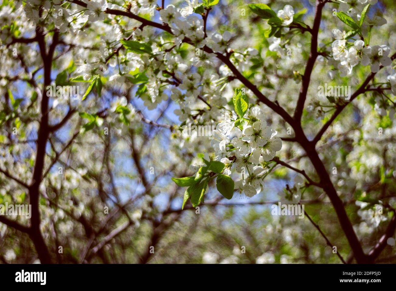 Beautiful spring blossoming plum tree with low dof Stock Photo - Alamy