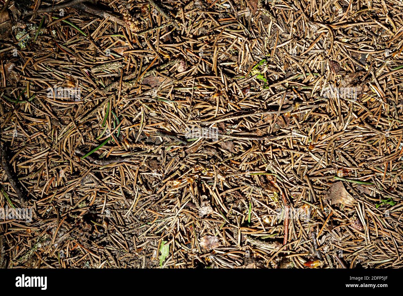 Natural forest ground with some leaves, twigs and needles Forest soil ...