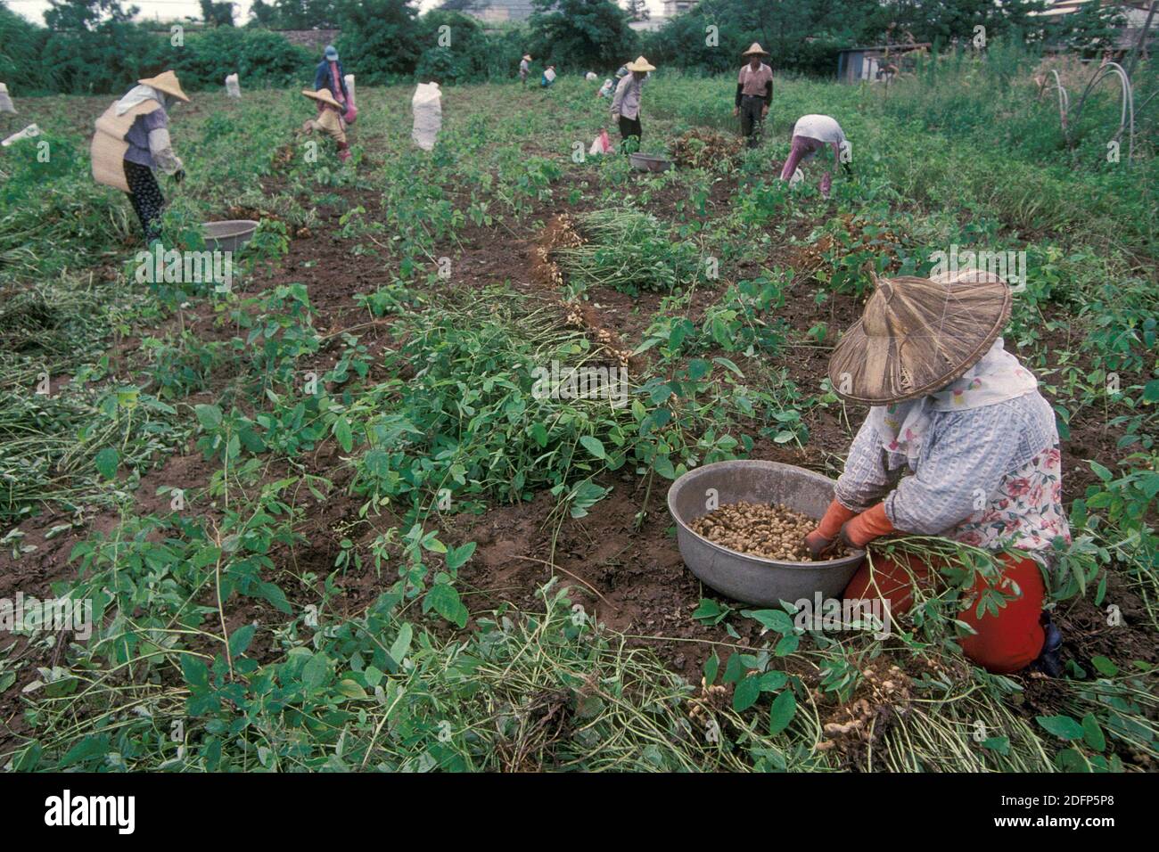 Farmer earn Peanuts at a peanut plantation naer the City of Hualien on ...