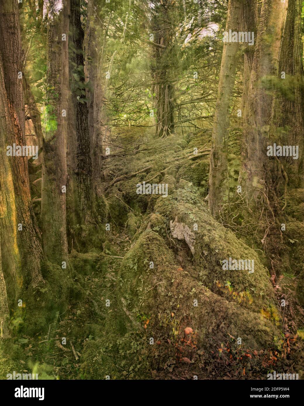 Generations Of Trees On The Limestone Pavement (An Impressionist ...