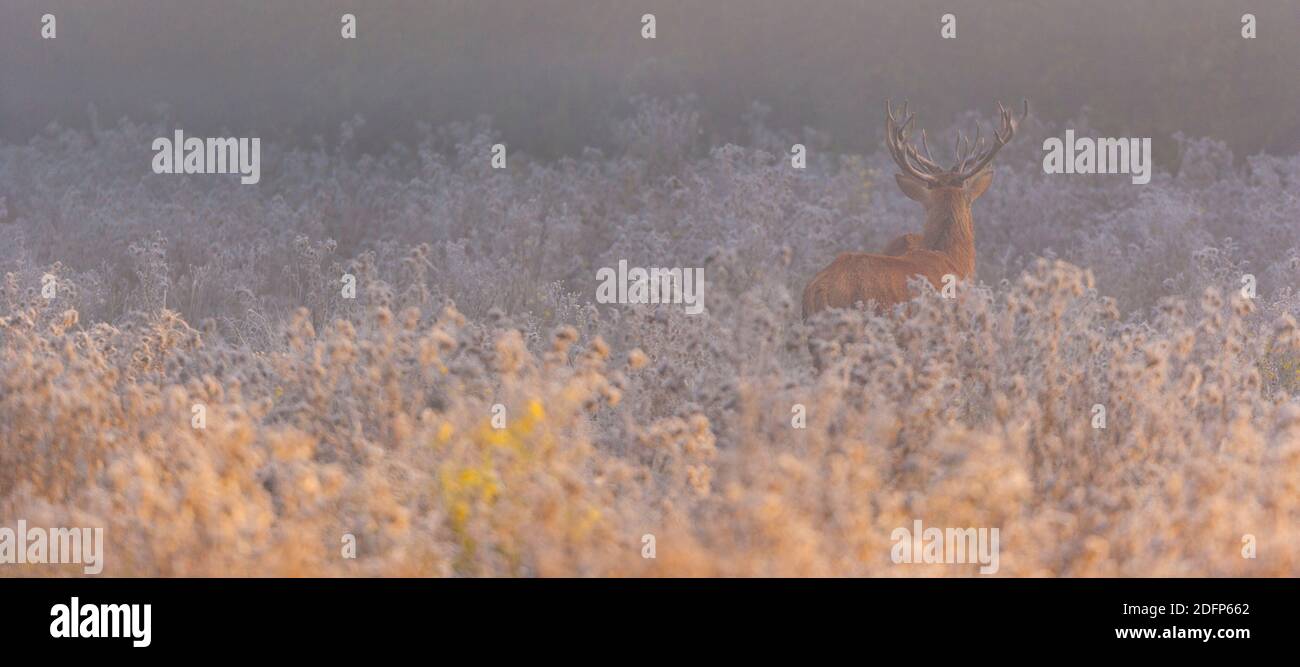 RED DEER - CIERVO COMUN O ROJO (Cervus elaphus Stock Photo - Alamy