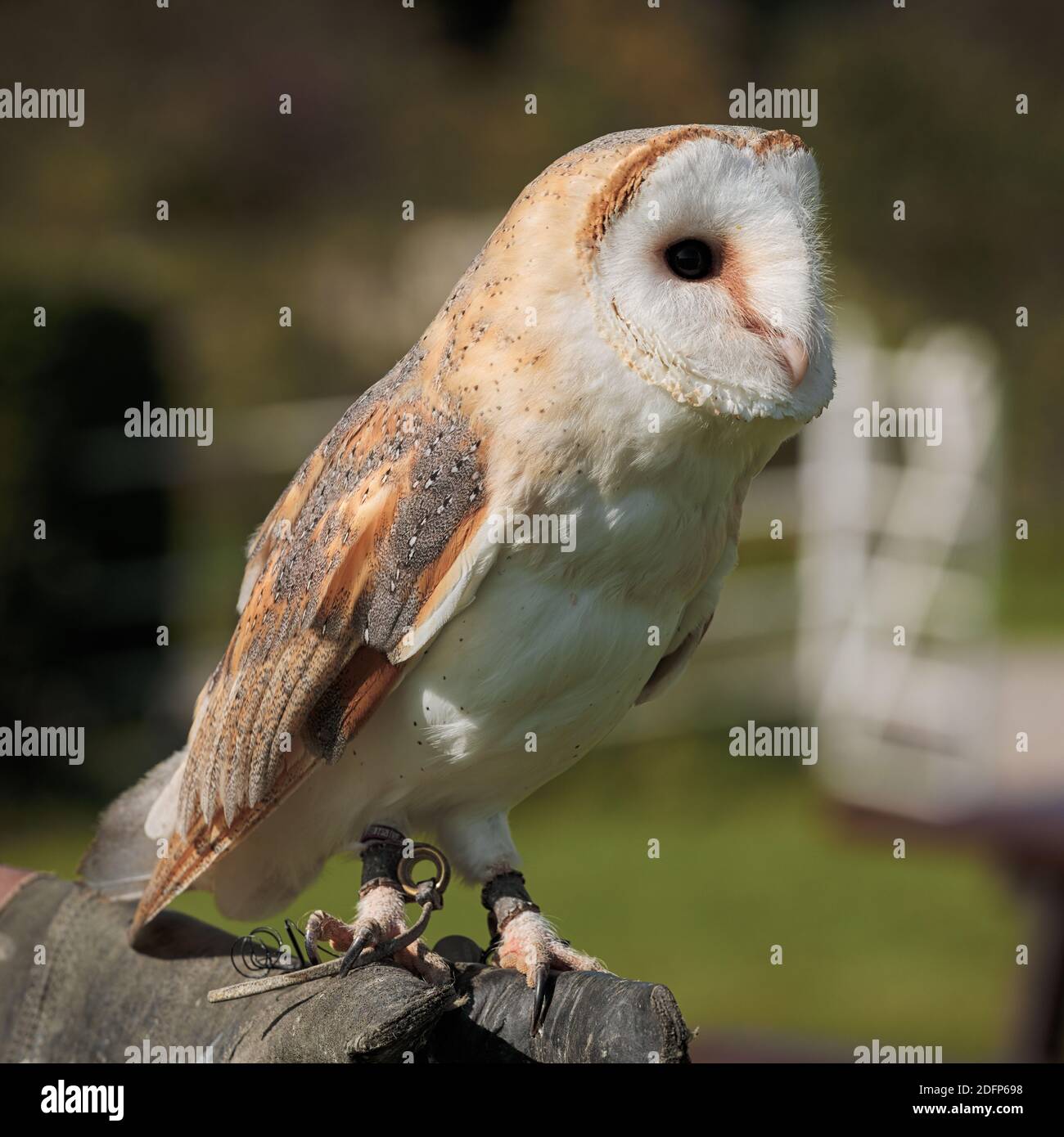 "Echo" The Barn Owl (Female Stock Photo - Alamy