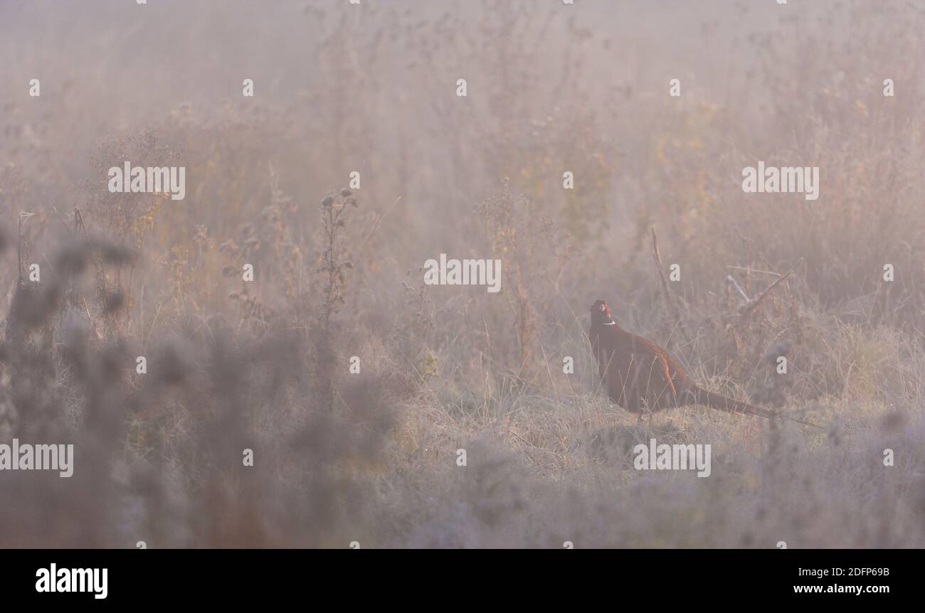 COMMON PHEASANT - FAISAN COMUN (Phasianus colchicus Stock Photo - Alamy
