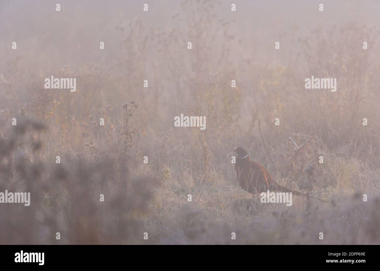COMMON PHEASANT - FAISAN COMUN (Phasianus colchicus Stock Photo - Alamy