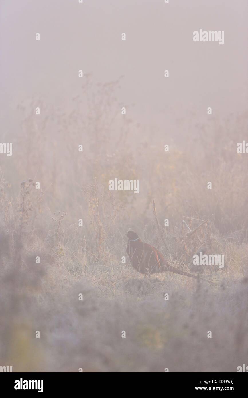 COMMON PHEASANT - FAISAN COMUN (Phasianus colchicus Stock Photo - Alamy